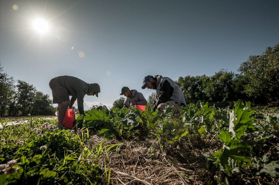Educational Urban Farm: Community Garden, and Farmer Training